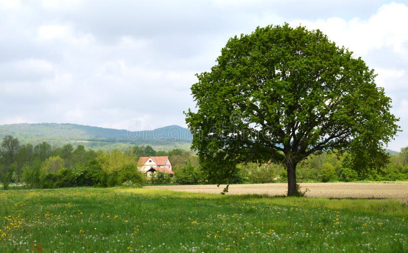 Green tree in the plain stock image. Image of plain - 257899555