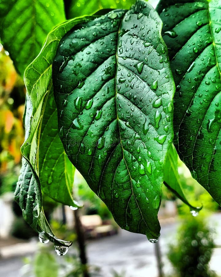 Green tree plant stock image. Image of water, natural - 152602287
