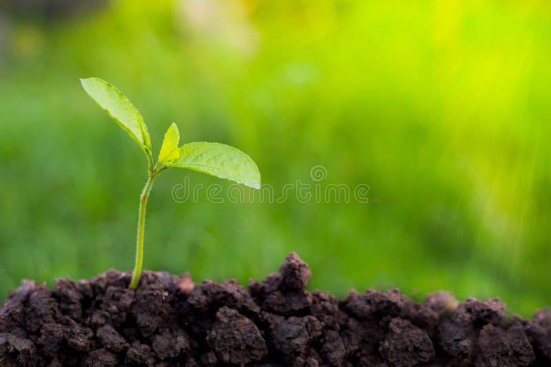 Green Tree Planting World Green .Green Tree Planting World Green Stock ...