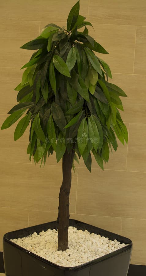 Green tree in a pot stock illustration. Illustration of element - 61044613