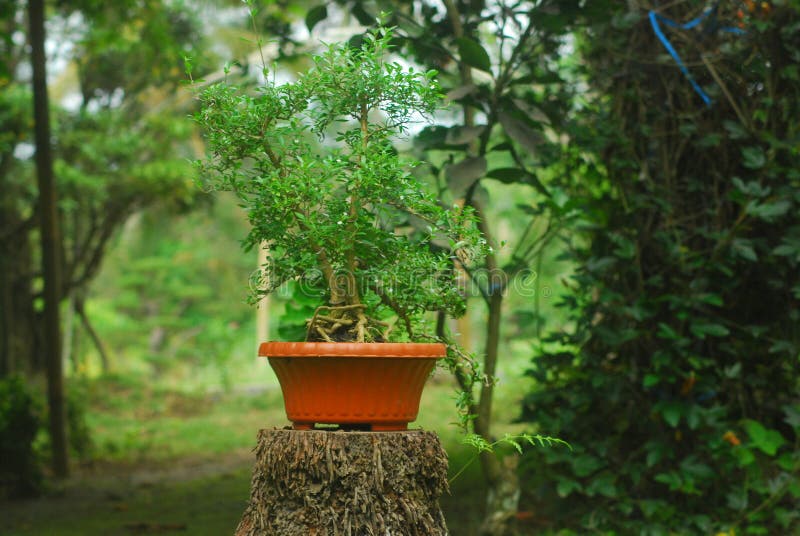 Pendulum Pot Stock Photos - Free & Royalty-Free Stock Photos from ...