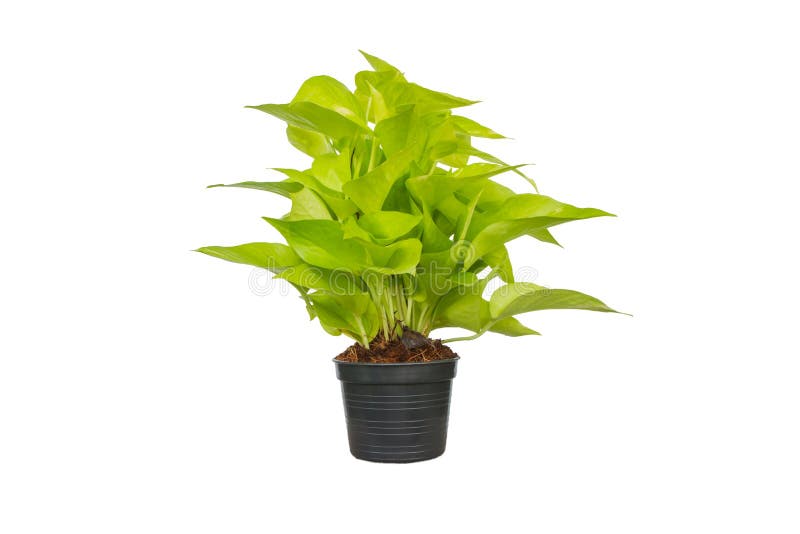 Green Tree in a Pot Isolated on White Background Stock Photo - Image of ...