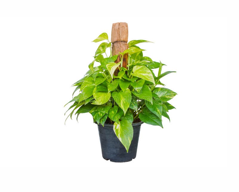 Green Tree in a Pot Isolated on White Background Stock Photo - Image of ...