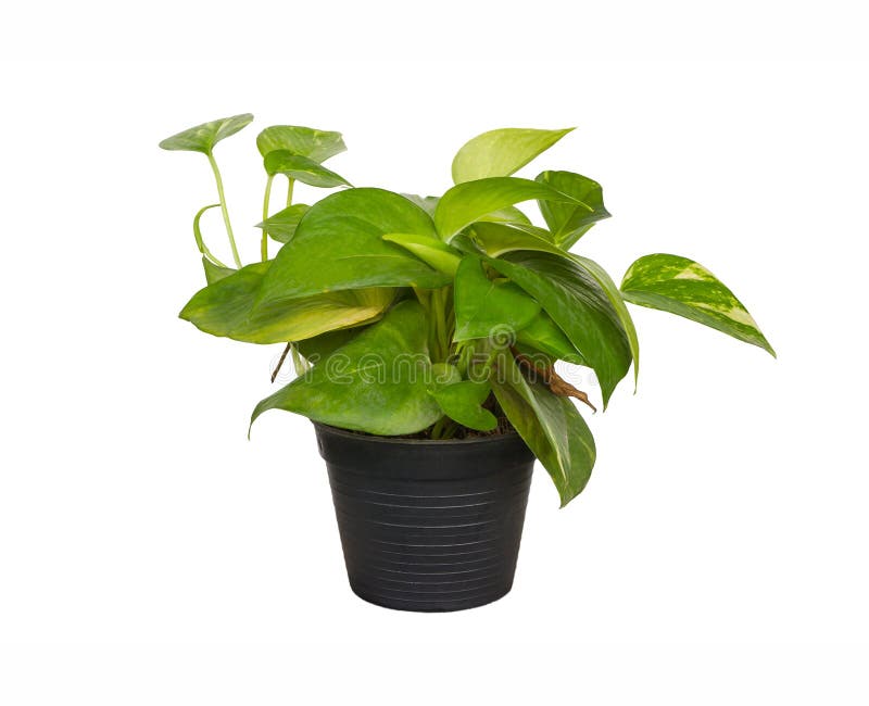 Green Tree in a Pot Isolated on White Background Stock Photo - Image of ...