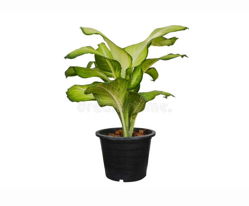 Green Tree in a Pot Isolated on White Background Stock Photo - Image of ...