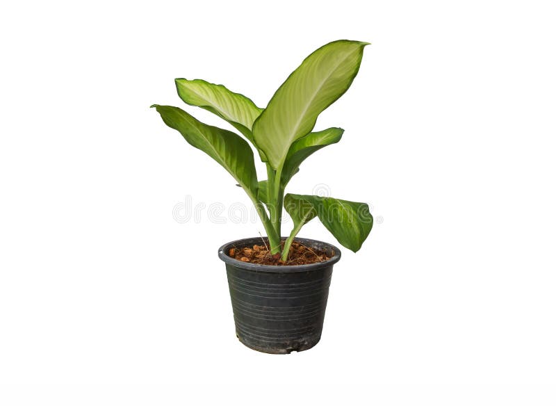 Green Tree in a Pot Isolated on White Background Stock Photo - Image of ...