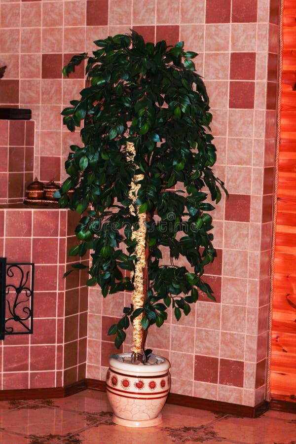 Green Tree in a Pot in the Room Stock Image - Image of fresh, palm ...