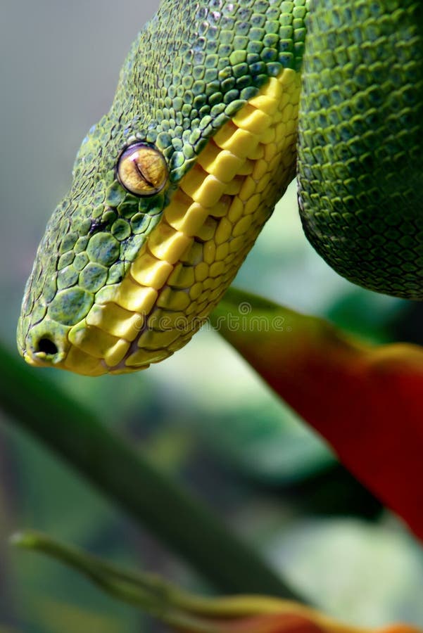 Dagger-tooth Tree Snake / Rhamnophis Aethiopissa Stock Photo - Image of ...