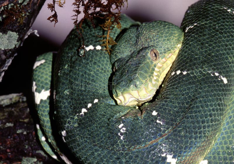 Cailed Stock Photos - Free & Royalty-Free Stock Photos from Dreamstime