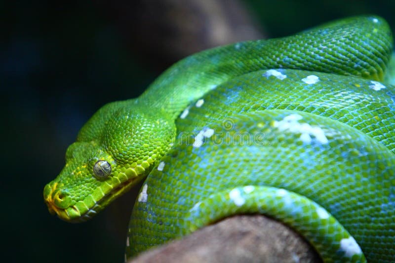A Green Tree Python Coiled after Shedding Stock Image - Image of ...