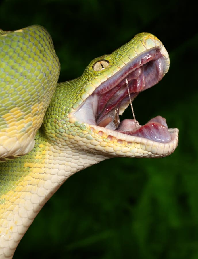 32+ Green tree python Free Stock Photos - StockFreeImages 32+ Green tree python Free Stock Photos - StockFreeImages
