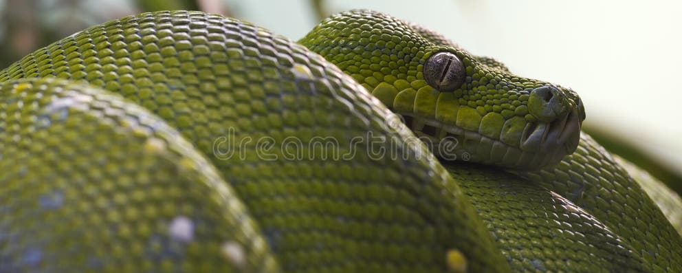 Green tree python banner stock image. Image of green - 43029915
