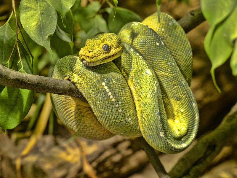 Green Tree Python, Chondropython Viridis in a Typical Position, Twisted ...