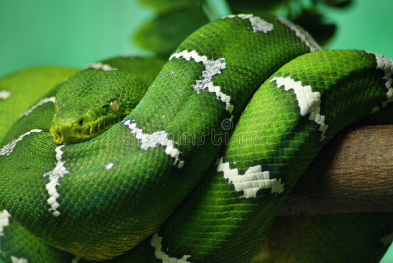Python Jaw Stock Photos - Free & Royalty-Free Stock Photos from Dreamstime