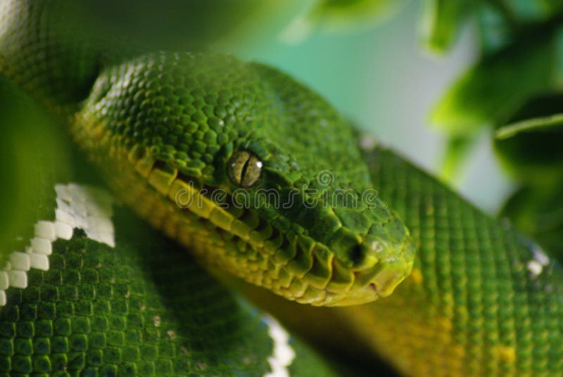 Python Jaw Stock Photos - Free & Royalty-Free Stock Photos from Dreamstime