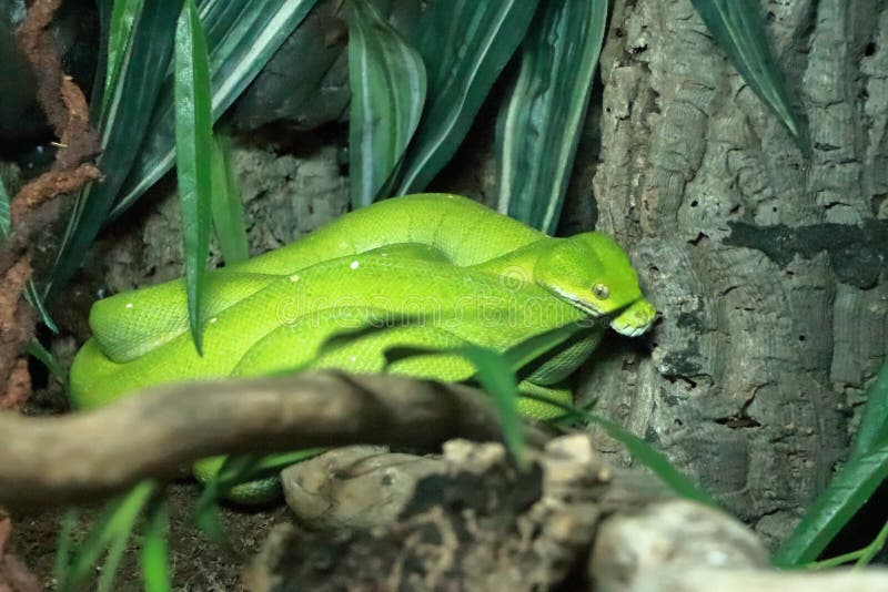 The green tree python curl stock photo. Image of tree - 152084568