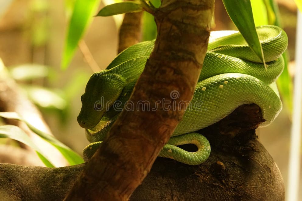 Green Tree Python Detail 01 Stock Photo - Image of papuan, python ...