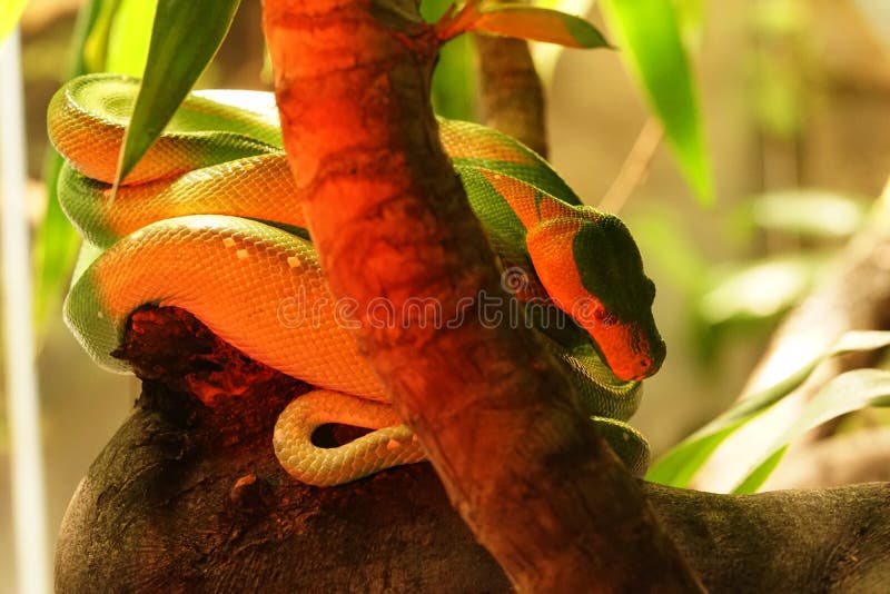 Green Tree Python Detail 02 Stock Image - Image of wildlife, natural ...