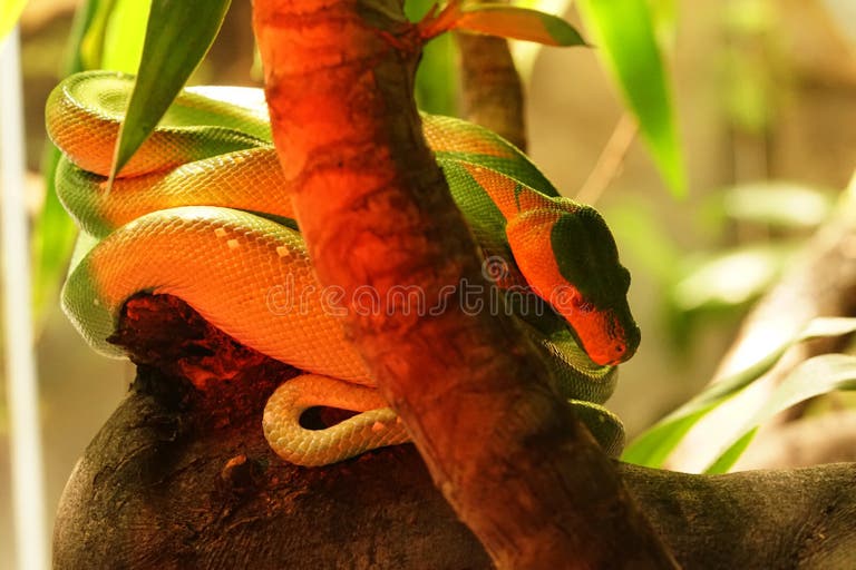 Green Tree Python Detail 02 Stock Image - Image of wildlife, natural ...