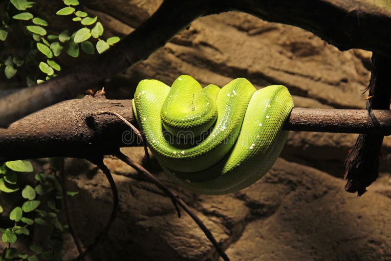 Green tree python stock image. Image of winded, exotic - 150994031