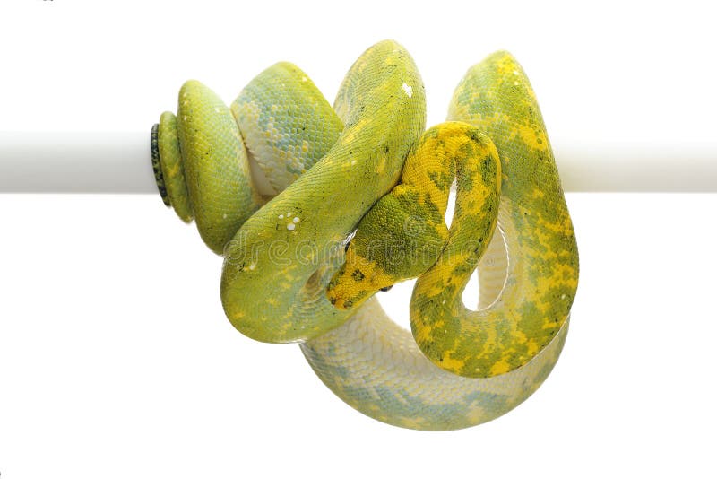 Green Tree Python Isolated on White Background Stock Photo - Image of ...