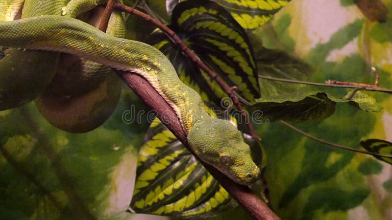 Green Tree Python stock video. Video of green, python - 72276381