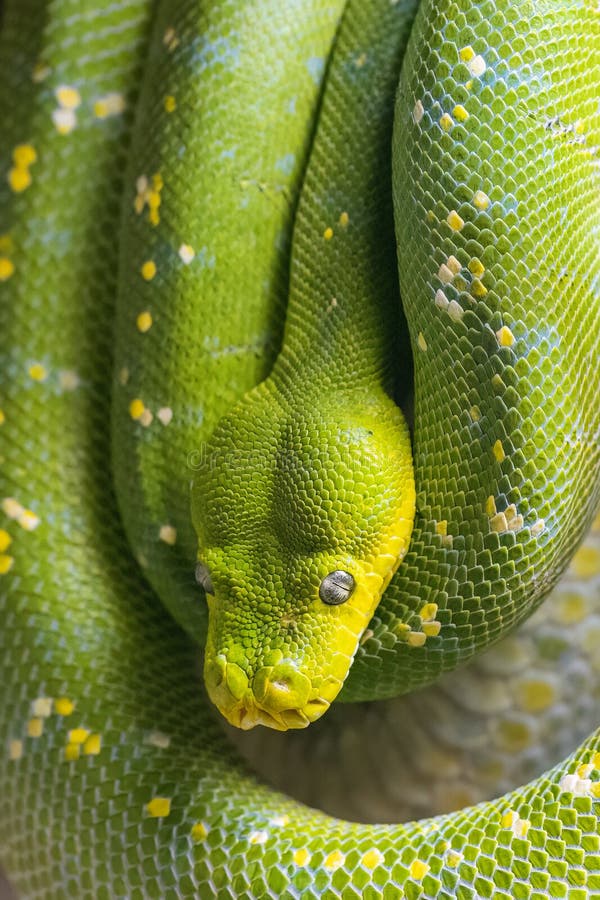 Green Tree Python (Morelia Viridis), Snake in Close-up View Stock Photo ...