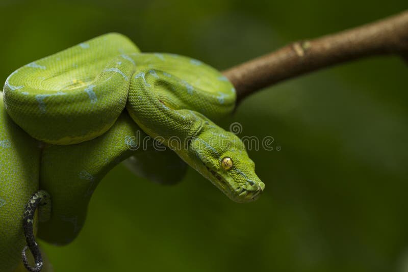 Green Tree Python, Morelia Viridis Sorong Locality Stock Image - Image ...