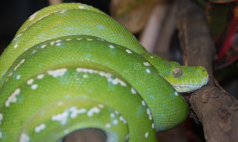 Green Tree Python stock image. Image of passers, people - 54655125