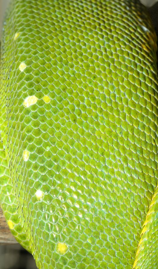 Green tree python skin stock image. Image of macro, australian - 55488963
