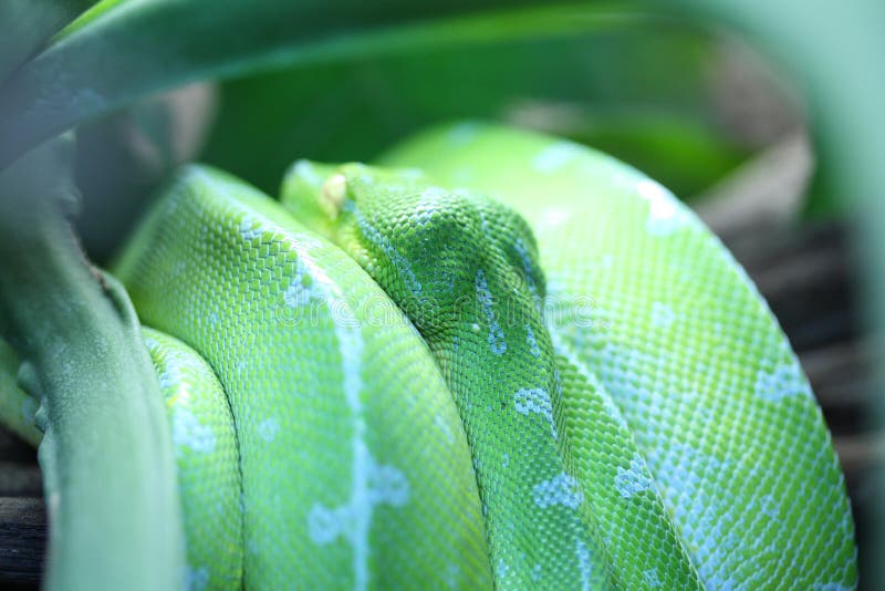 Green Tree Python in the Terrarium in Germany Stock Photo - Image of ...