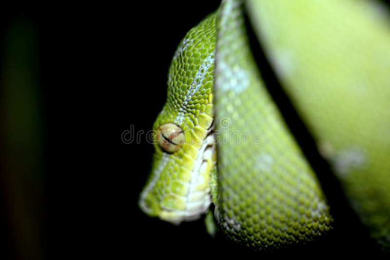 Green Tree Python in the Terrarium in Germany Stock Photo - Image of ...