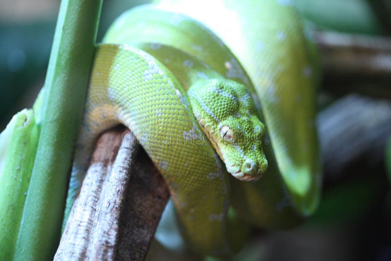 Green Tree Python in the Terrarium in Germany Stock Photo - Image of ...