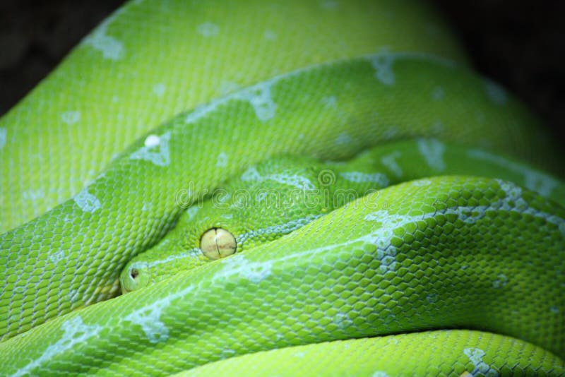 Green Tree Python in the Terrarium in Germany Stock Photo - Image of ...
