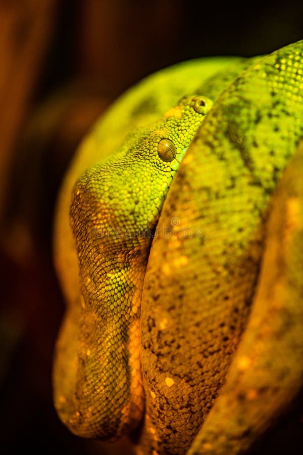 Green tree python on tree stock photo. Image of detail - 132712768