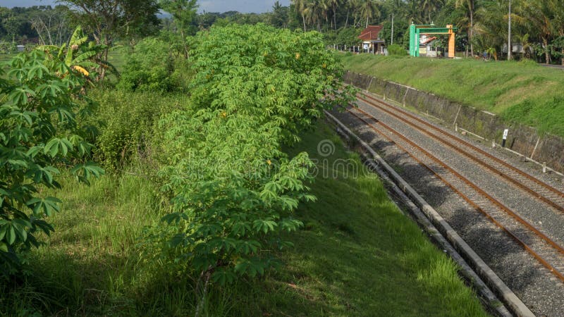 Green Tree in Railway Station Stock Photo - Image of plant, railway ...