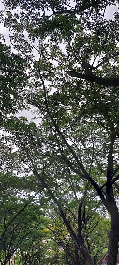 Green Tree Rain Cloud Parking Area Afternoon Stock Image - Image of ...