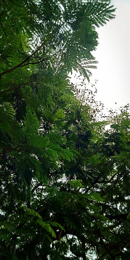 Green tree after rainfall stock image. Image of beautiful - 123449099