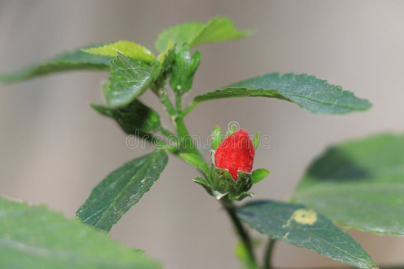 Green Tree with Red Flower. Stock Image - Image of blue, natural: 240231041