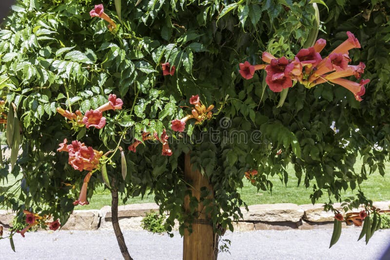 Green Tree with Red Flowers Stock Photo - Image of tree, pink: 226024530