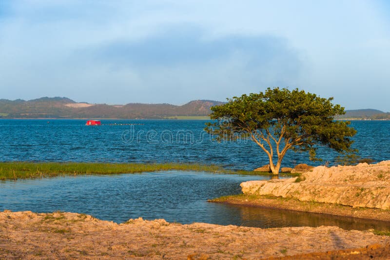 Green Tree by the Reservoir Stock Photo - Image of evening, environment ...