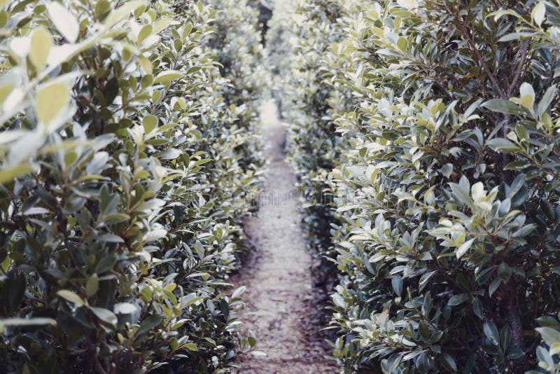Green Tree with Road in the Forest Stock Photo - Image of focus ...