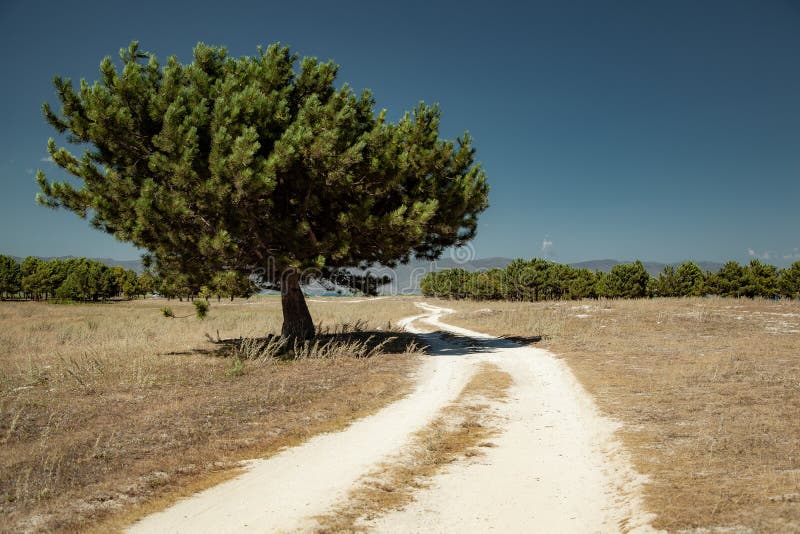Green and only Tree with Road. Stock Photo - Image of countryside, road ...