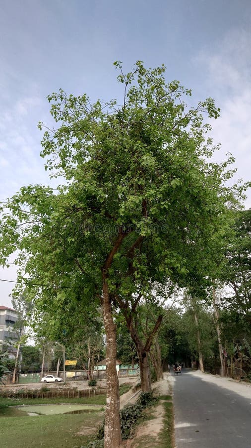 Green Tree on the Road with Sky View Editorial Photography - Image of ...
