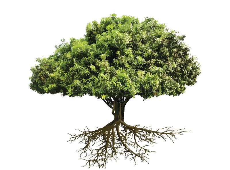 8,535 Tree Roots White Background Stock Photos - Free & Royalty-Free ...