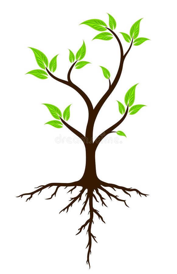 Green tree with roots. stock vector. Illustration of root - 67887970