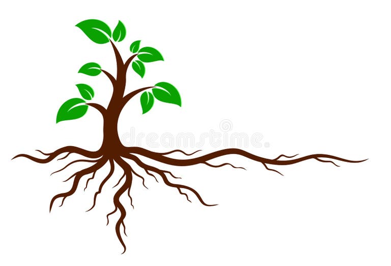 Green Tree Roots Logo Root System Stock Illustrations – 155 Green Tree ...