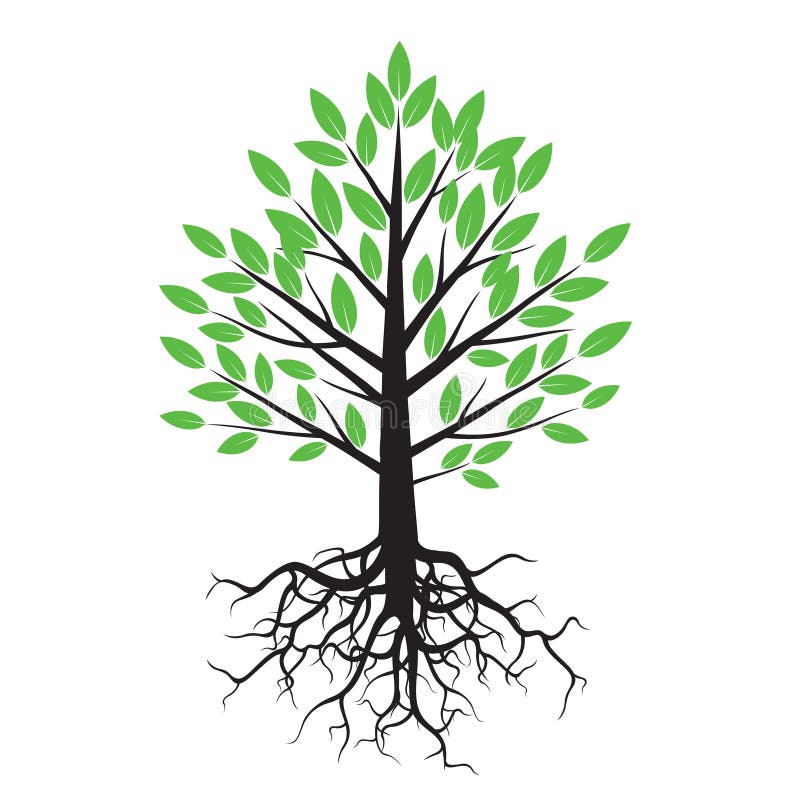Green Tree and Roots. stock vector. Illustration of green - 88060084