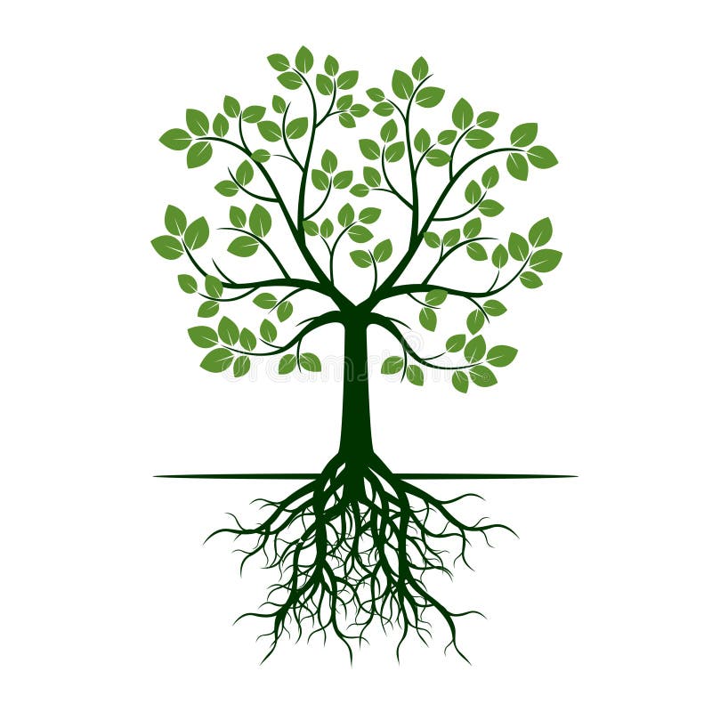 Green Tree with Roots. Vector Illustration. Stock Vector - Illustration ... Green Tree with Roots. Vector Illustration. Stock Vector - Illustration ...