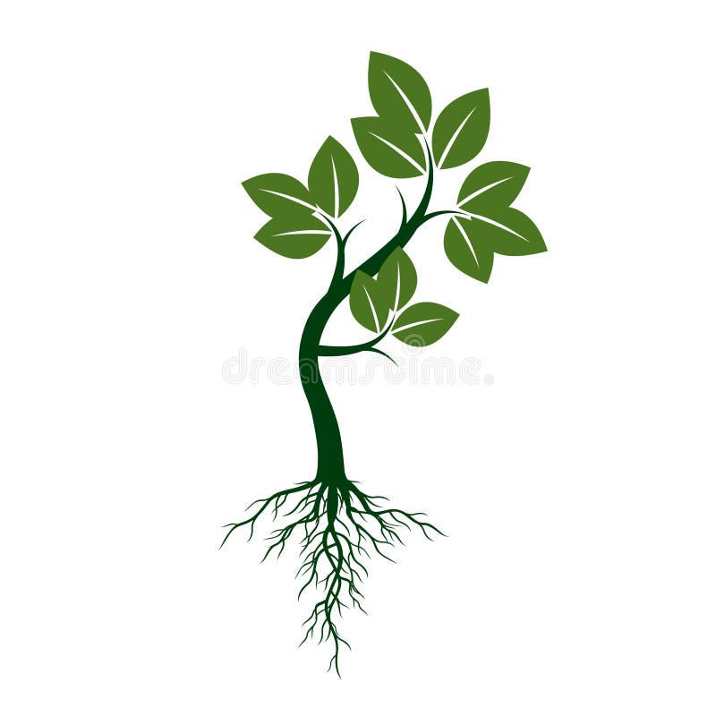 Green Tree with Roots. Vector Illustration. Stock Vector - Illustration ...